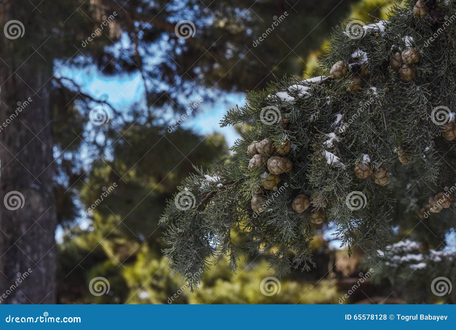 Cypress Tree Branch in the Forest Stock Photo - Image of macro, holiday ...