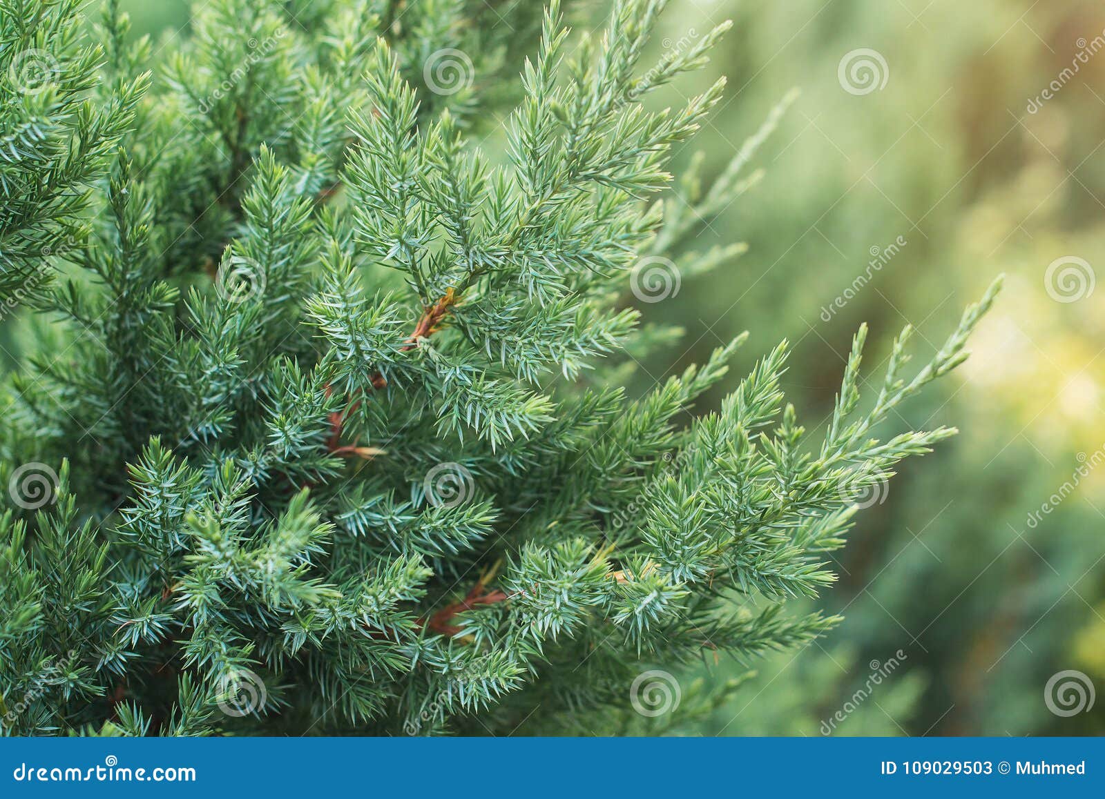 Cypress Tree Branch in the Garden. Stock Image - Image of summer, plant ...