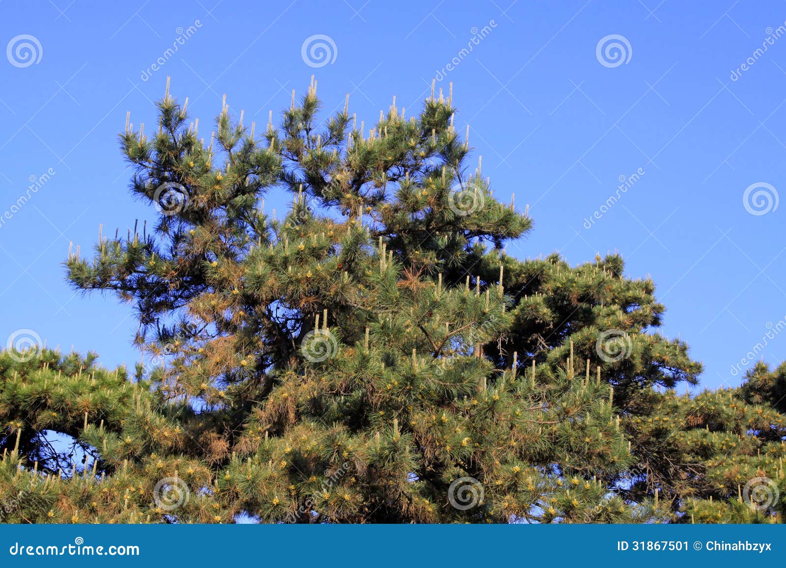 Cypress tree stock image. Image of tree, coniferous, summer - 31867501