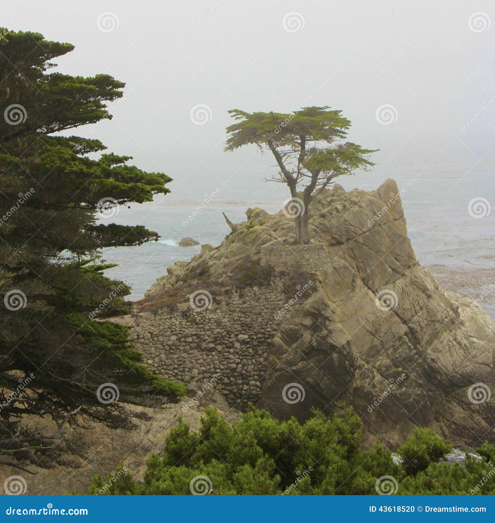 Cypress Tree on the Coast Line Stock Photo - Image of foliage, colancha ...