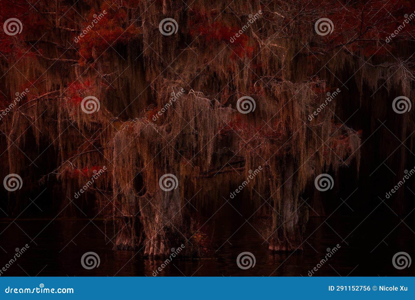Cypress Tree in Fall Colors Stock Photo - Image of night, bloom: 291152756