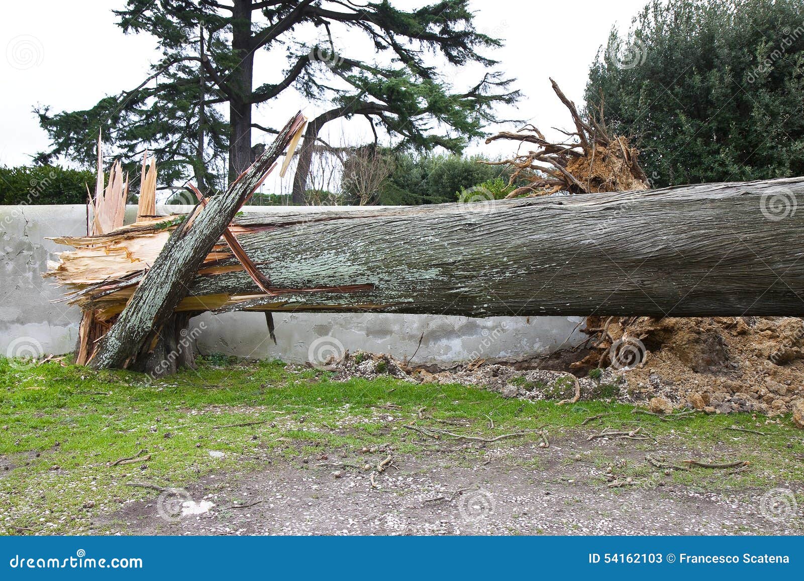 Cypress tree fallen stock image. Image of tree, natural - 54162103
