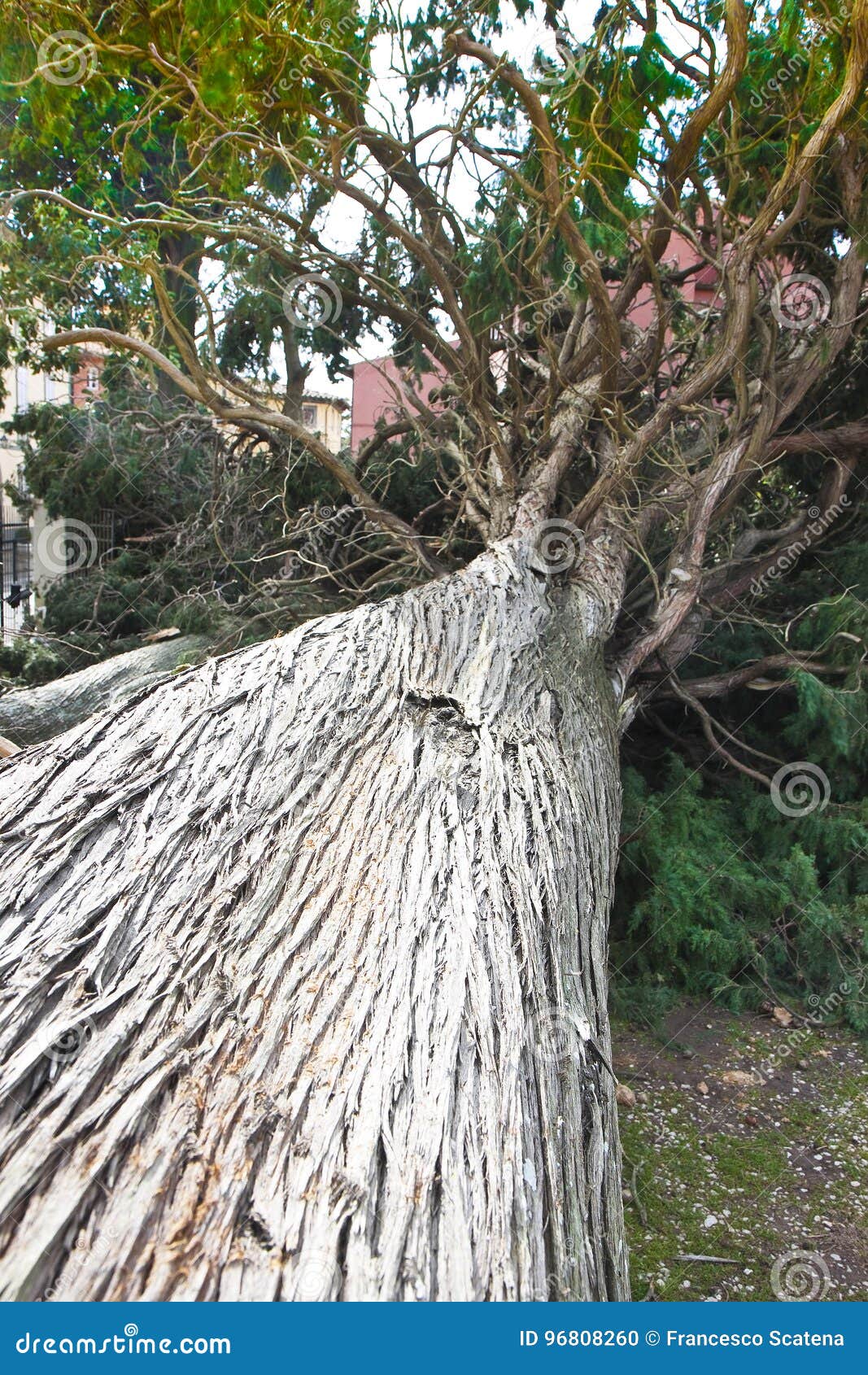 Cypress Tree Fallen after a Wind Storm Stock Photo - Image of cypress ...