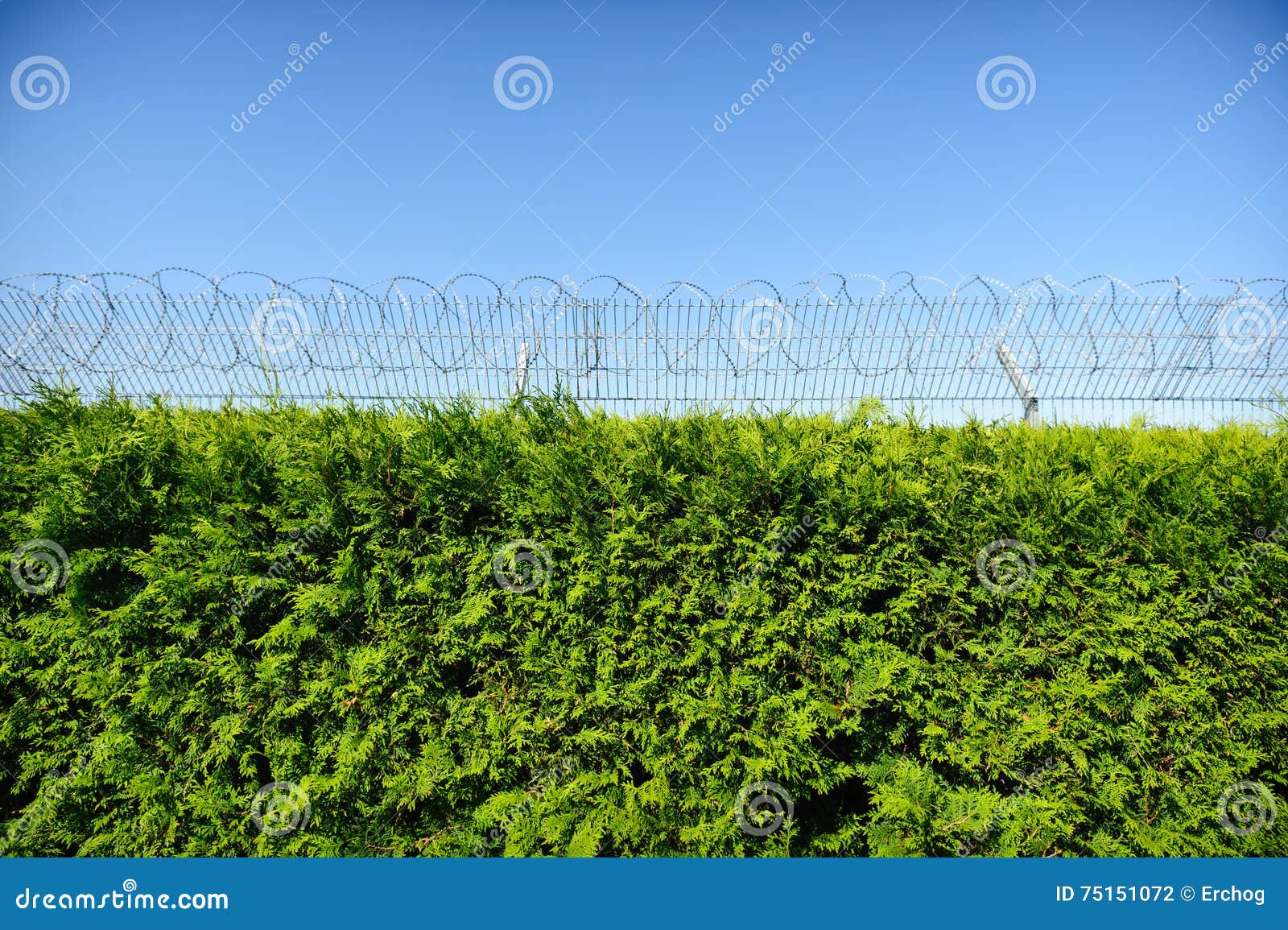 Cypress Tree and Fence with Barbed Wire Stock Photo - Image of italy ...