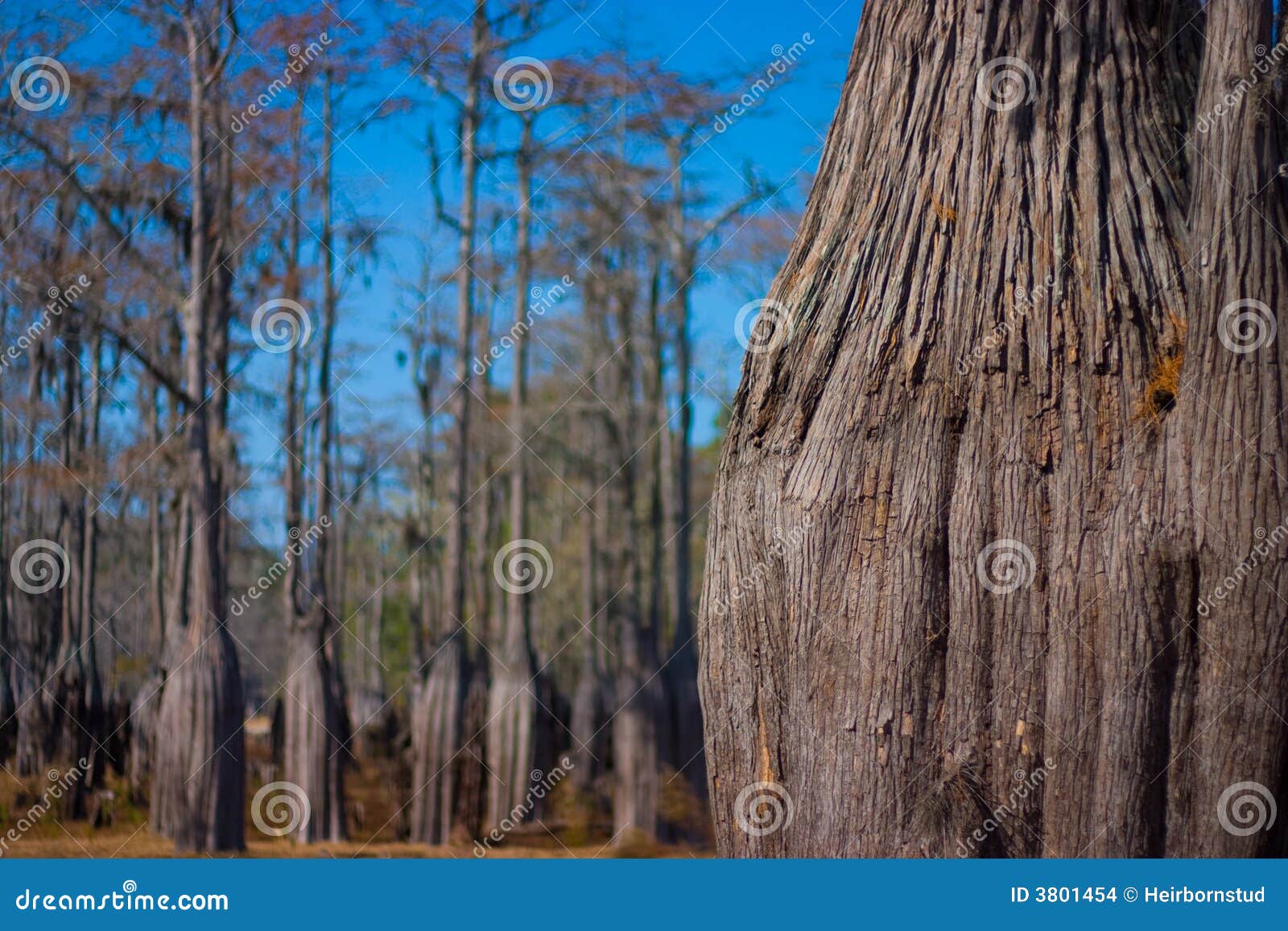 Cypress tree forest detail stock photo. Image of texture - 3801454