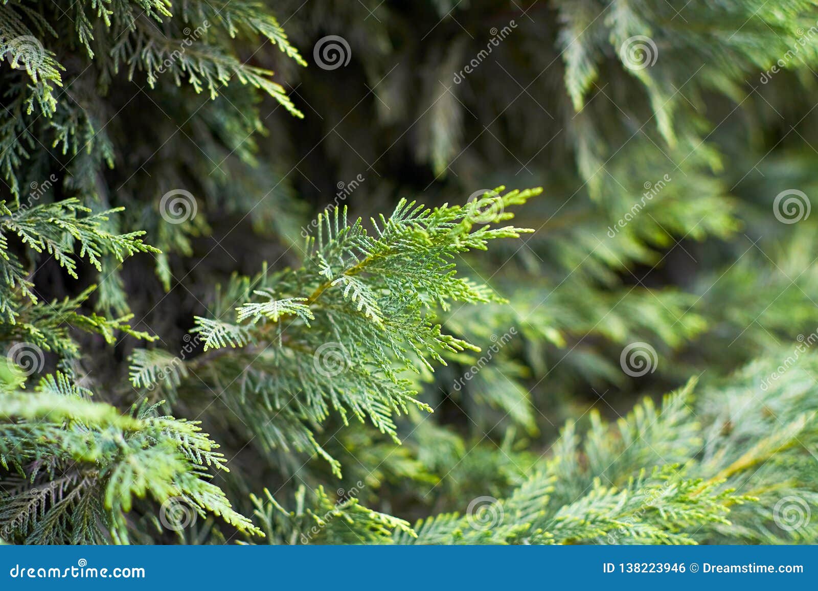 Branch of Cypress Tree Closeup. Green Background Stock Photo - Image of ...