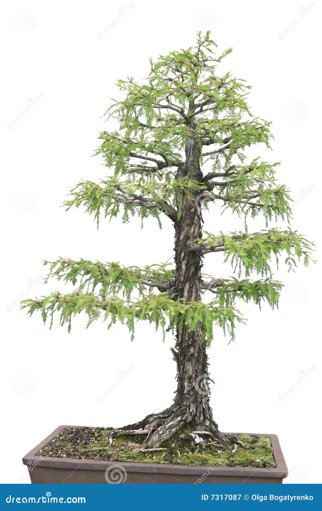 Clip art cypress tree