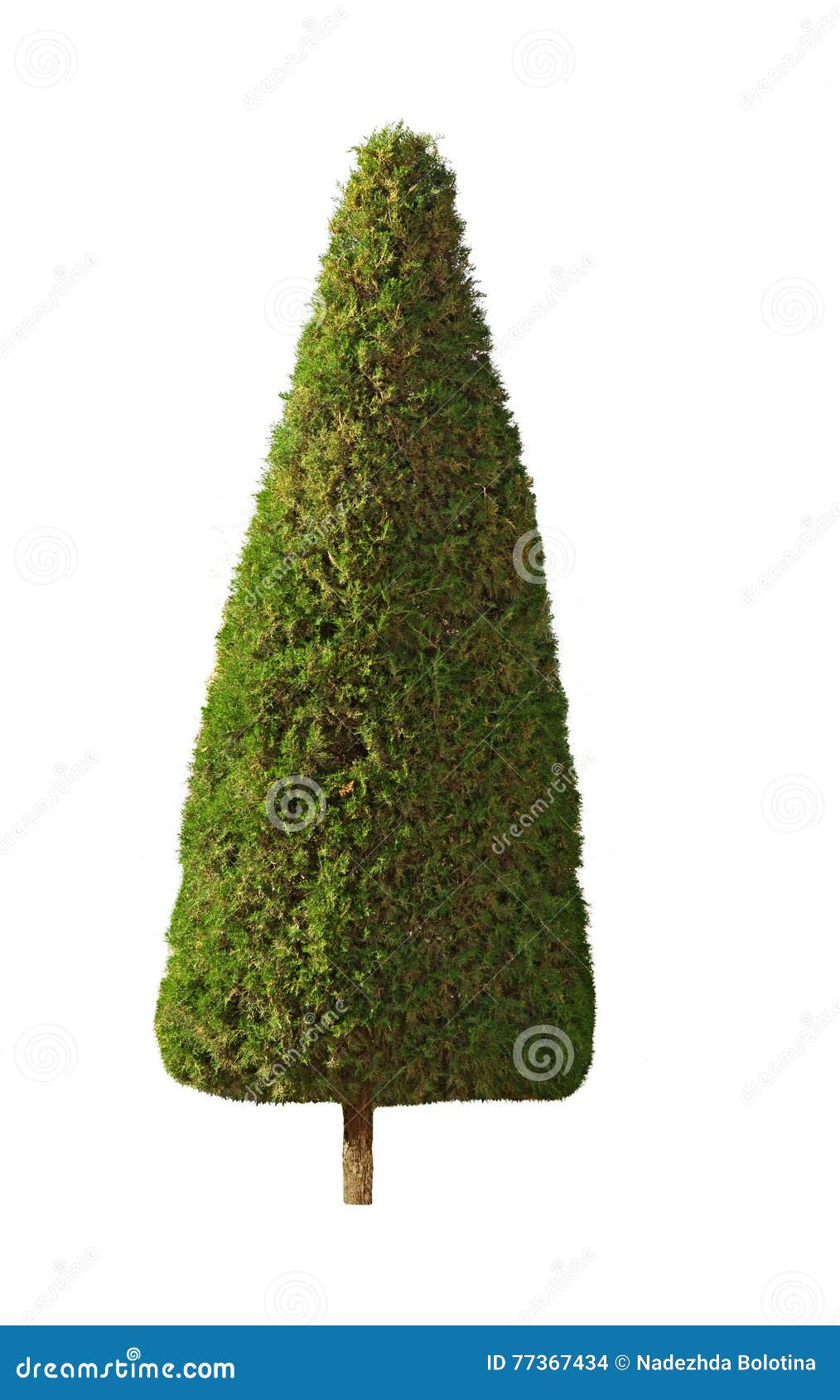 Pyramidal Tree Royalty-Free Stock Image | CartoonDealer.com #42956680