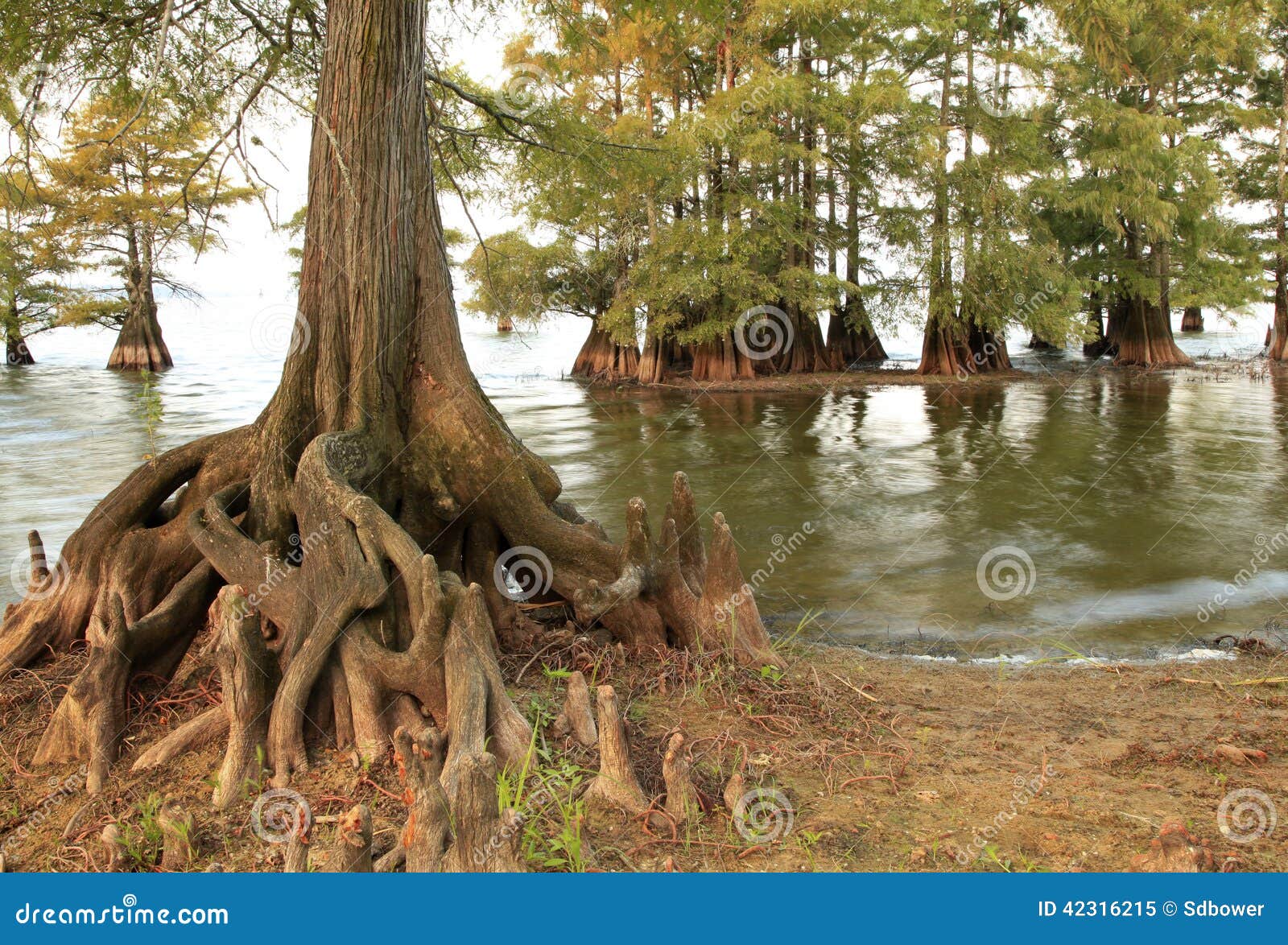 Cypress Tree at Lake S Edge Stock Image - Image of marshland, scenic ...