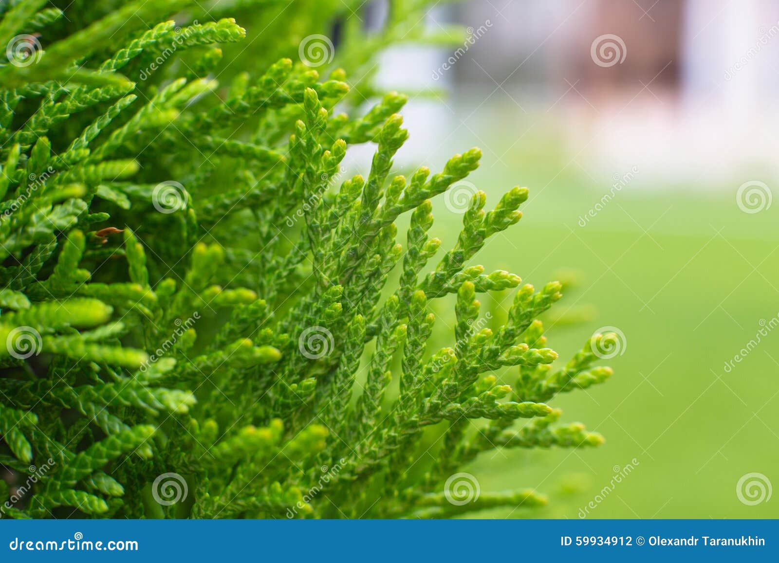 Cypress tree leaves macro stock photo. Image of texture - 59934912