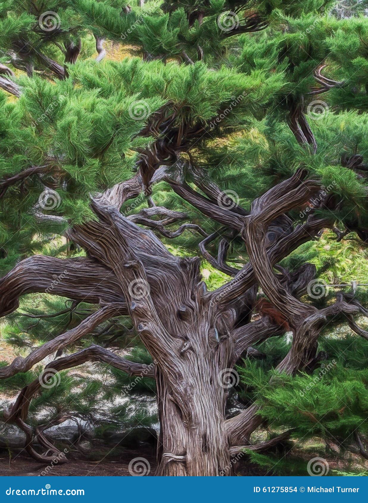Cypress Tree stock photo. Image of climate, forest, east - 61275854