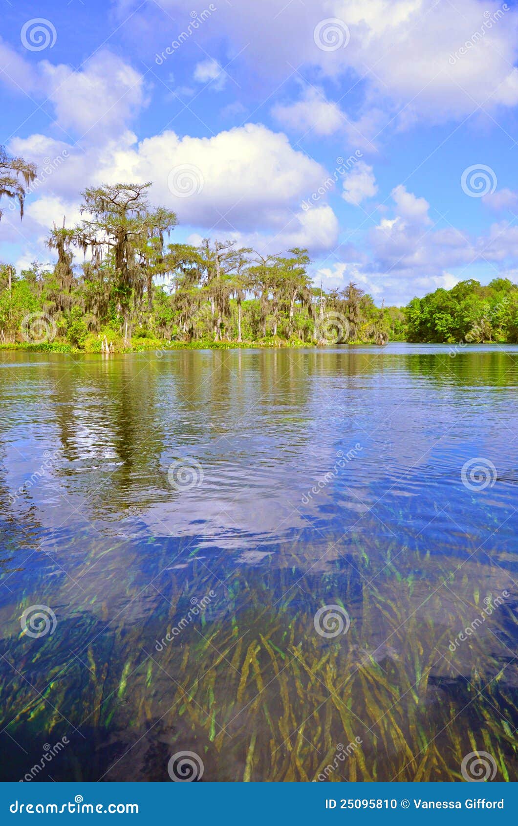 Cypress Tree in Natural Spring Stock Photo - Image of black, bottom ...