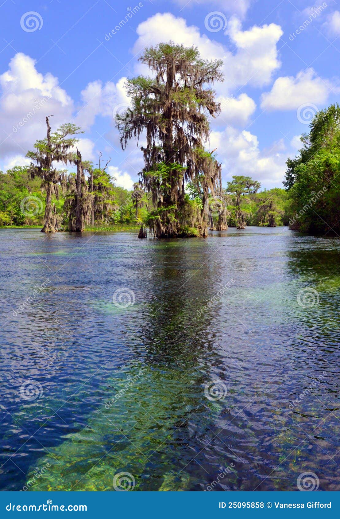 Cypress Tree in Natural Spring Stock Photo - Image of calmness, mammoth ...
