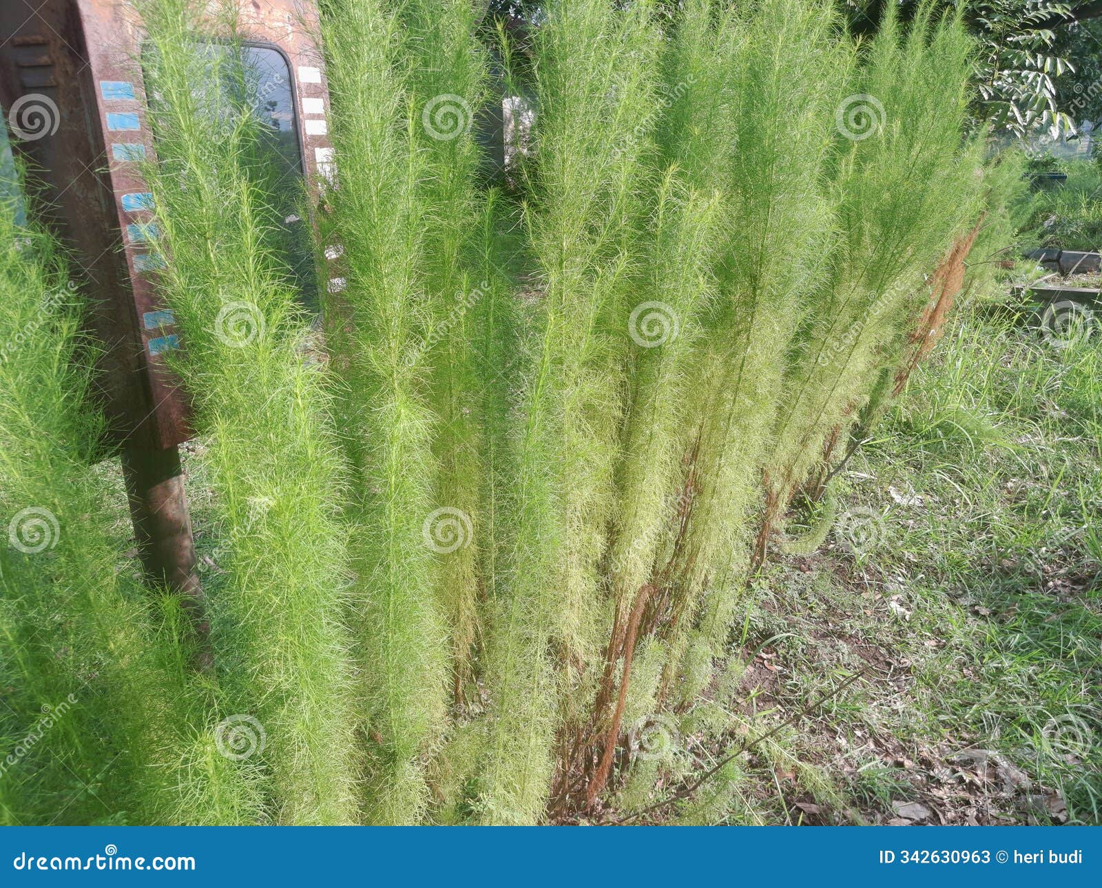 Ornamental evergreen tree stock image. Image of curling - 342630963