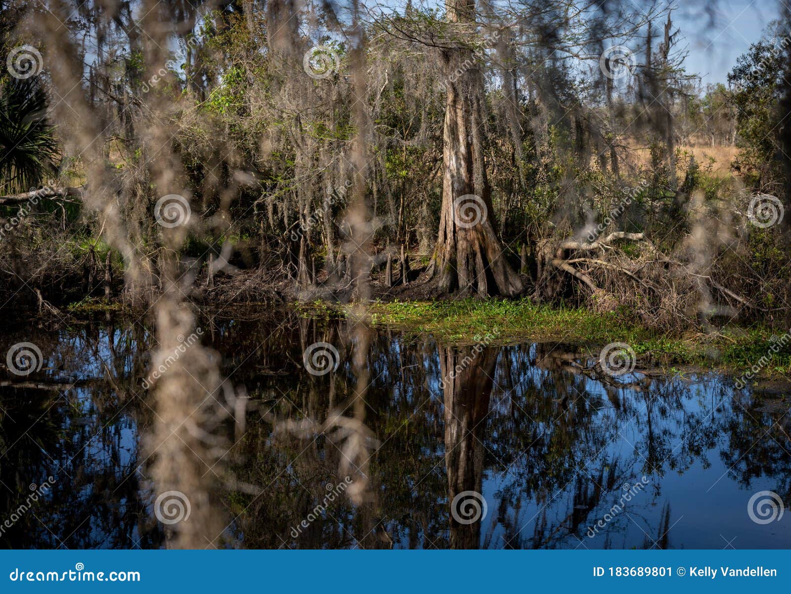 Cypress Tree Reflects in Swamp Stock Image - Image of national, swamp ...