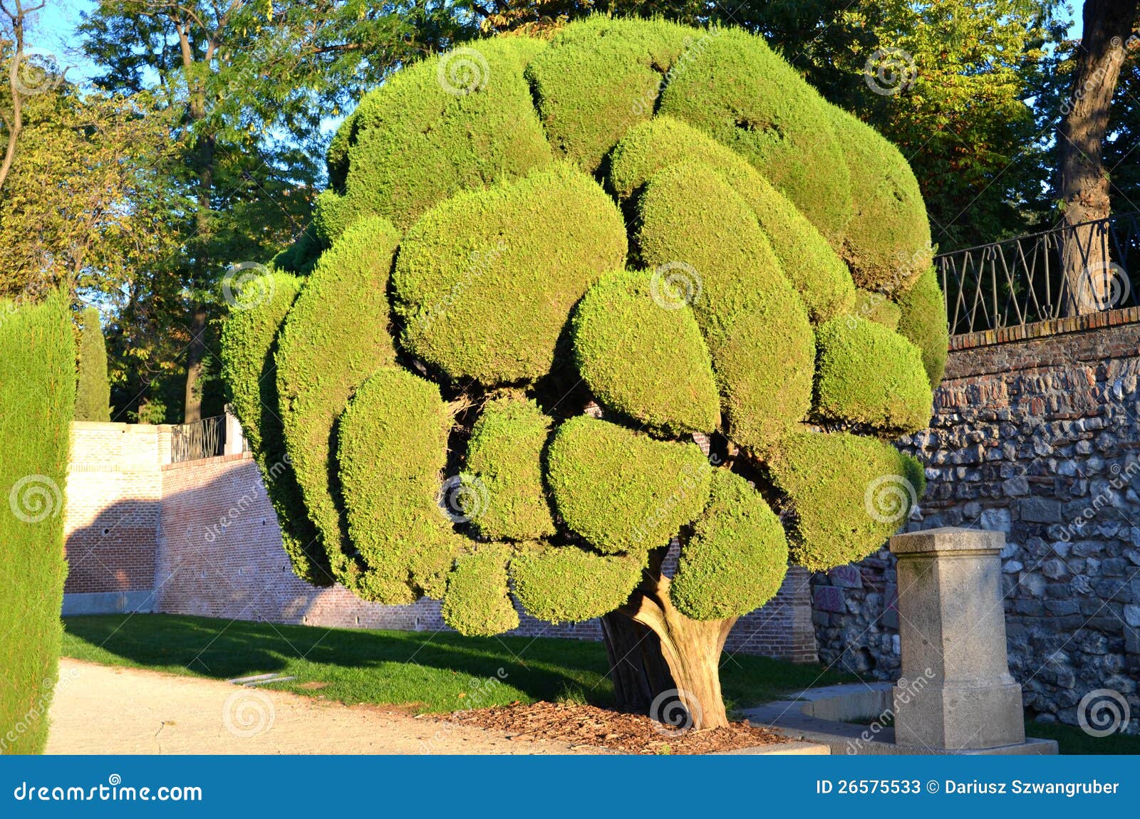 Cypress Tree in Retiro Park in Madrid, Spain Stock Image - Image of ...