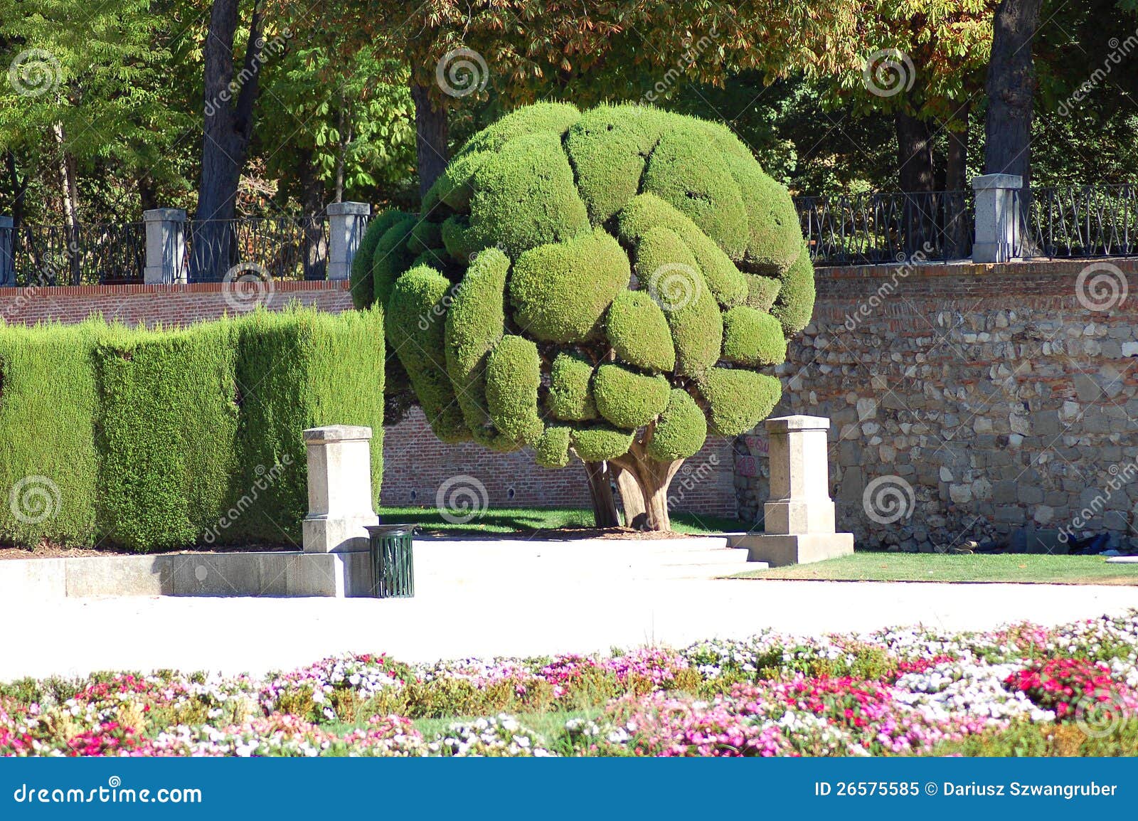 Cypress Tree in Retiro Park in Madrid, Spain Stock Image - Image of ...