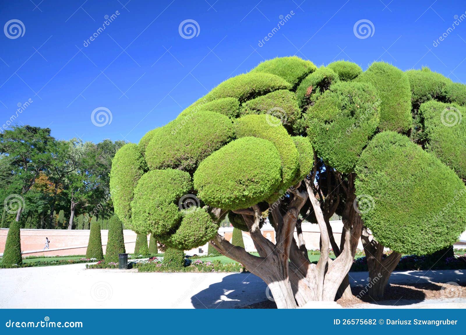 Cypress Tree in Retiro Park in Madrid, Spain Stock Photo - Image of ...