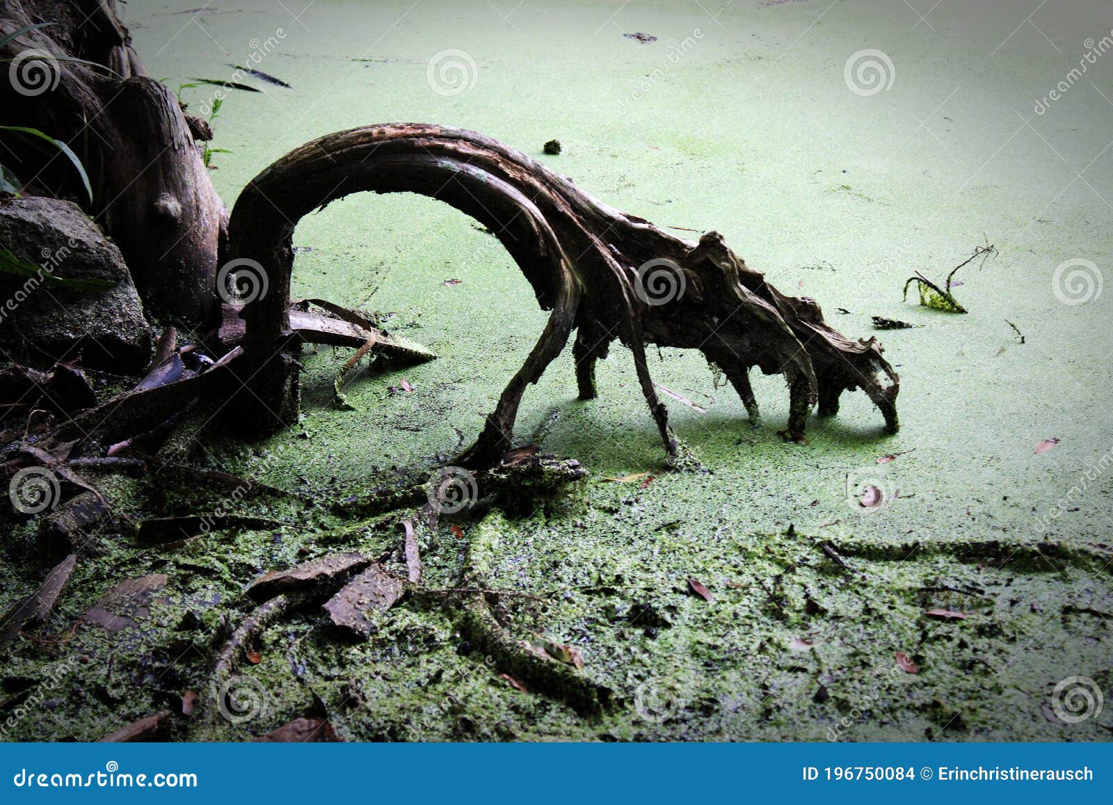Cypress Tree Root Looks Like it is Clawing at the Algae Stock Photo ...