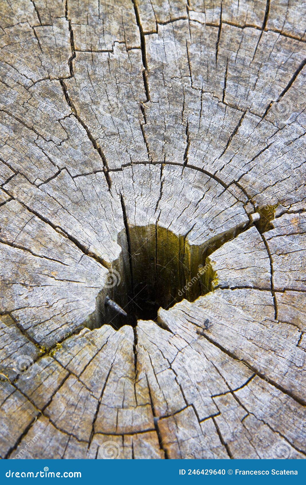 Cypress Tree`s Stump in the Nature Stock Photo - Image of conifer ...