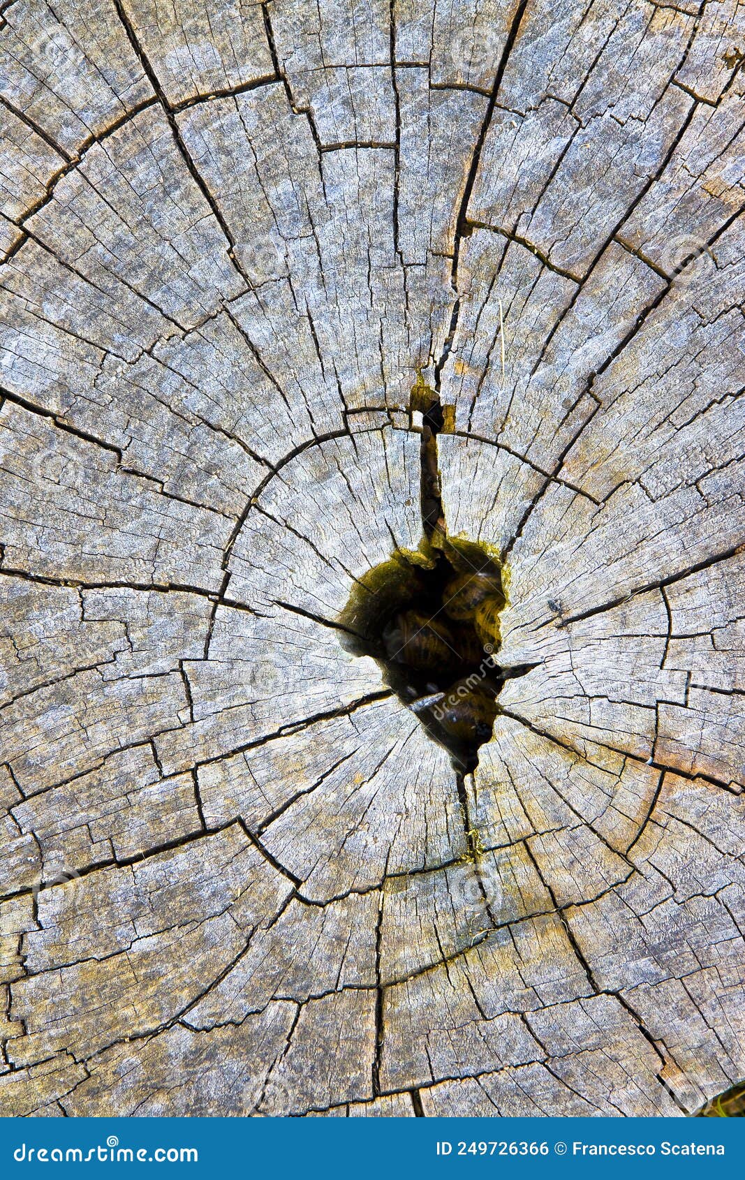 Cypress Tree`s Stump in the Nature Stock Photo - Image of space, field ...