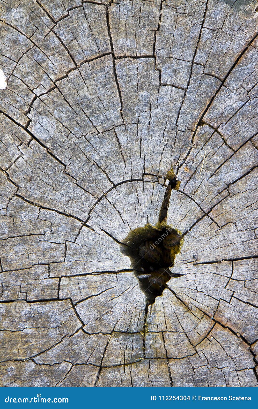 Cypress Tree`s Stump in the Nature Stock Photo - Image of rural ...