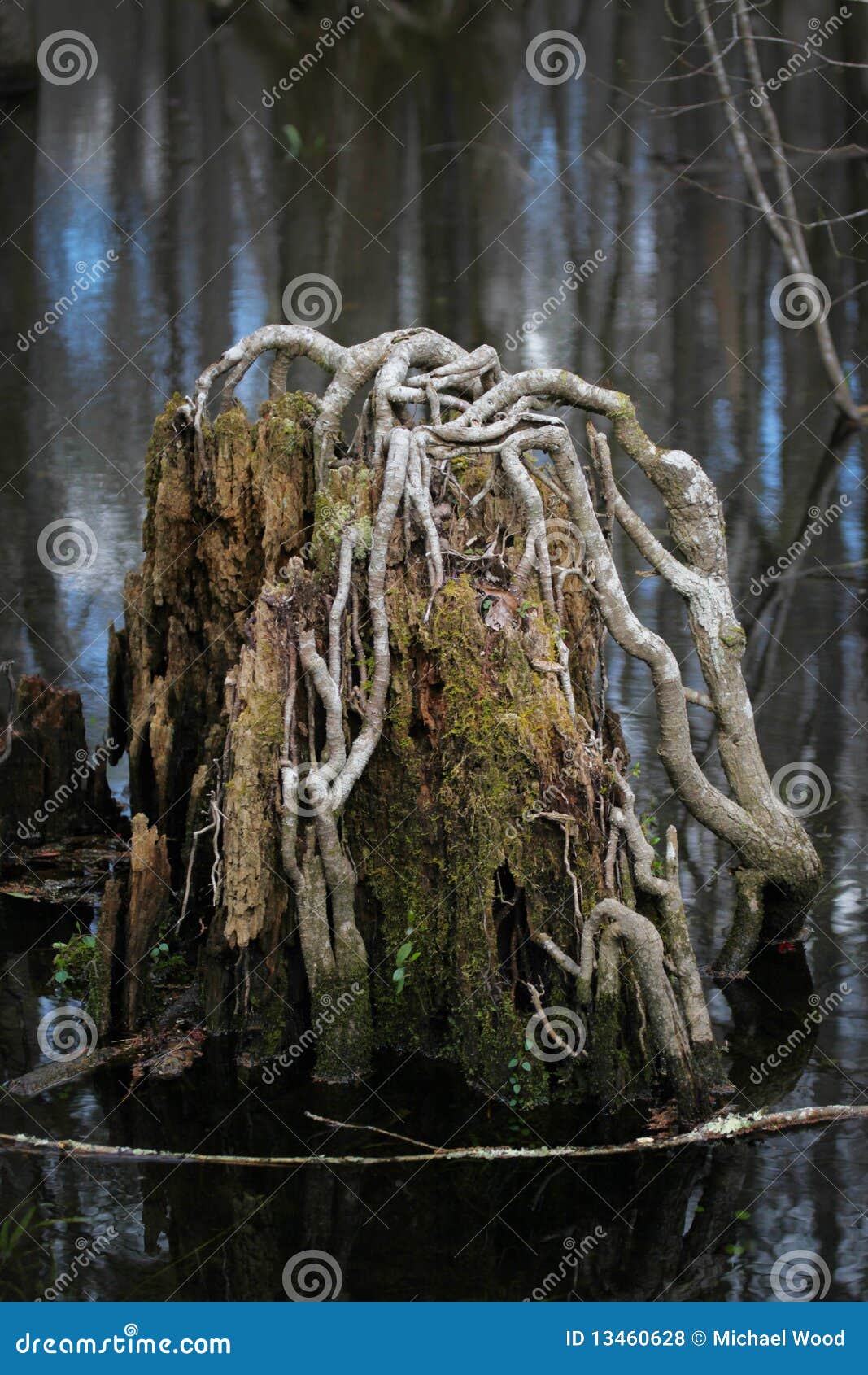 Cypress Tree Stump stock photo. Image of reflections - 13460628