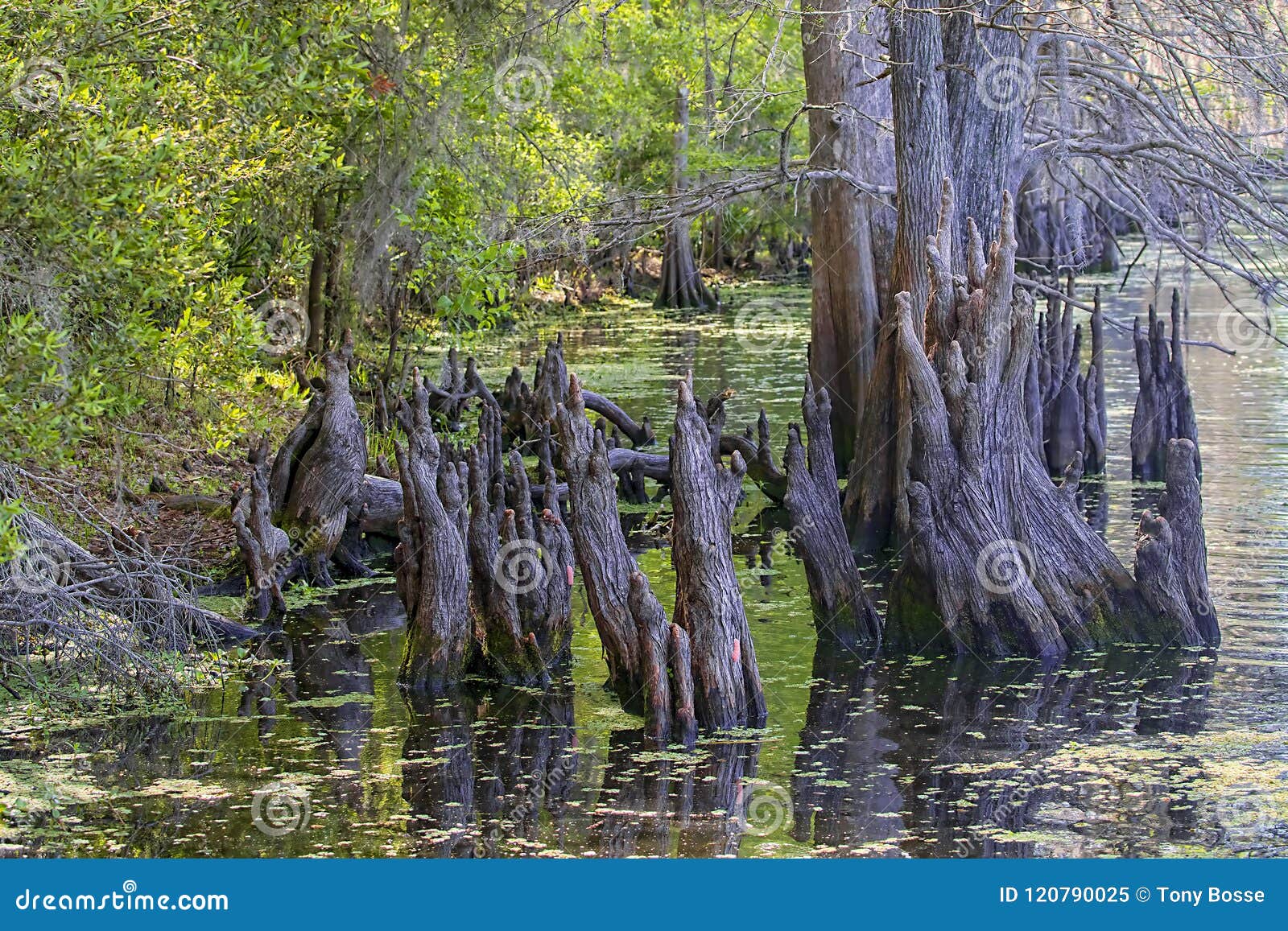 Cypress Tree Stumps stock image. Image of forest, growth - 120790025