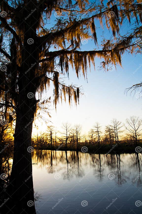 Cypress tree at sunset stock image. Image of sunset, cypress - 29402323