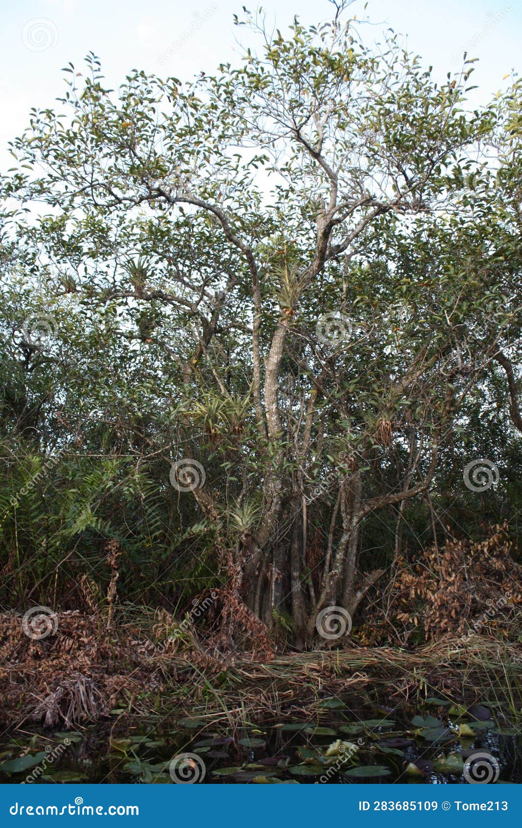 A Cypress Tree in the Swamp Stock Image - Image of tree, everglades ...