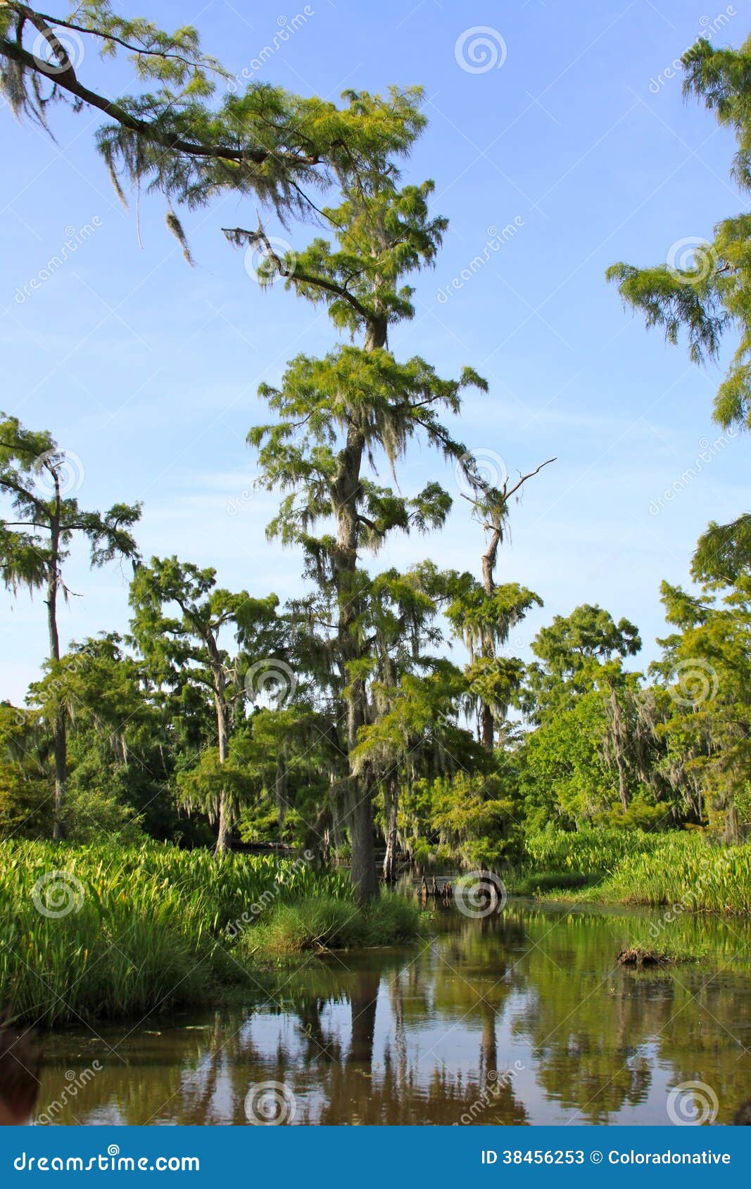 Tree In Swamp Royalty-Free Stock Photography | CartoonDealer.com #44720771