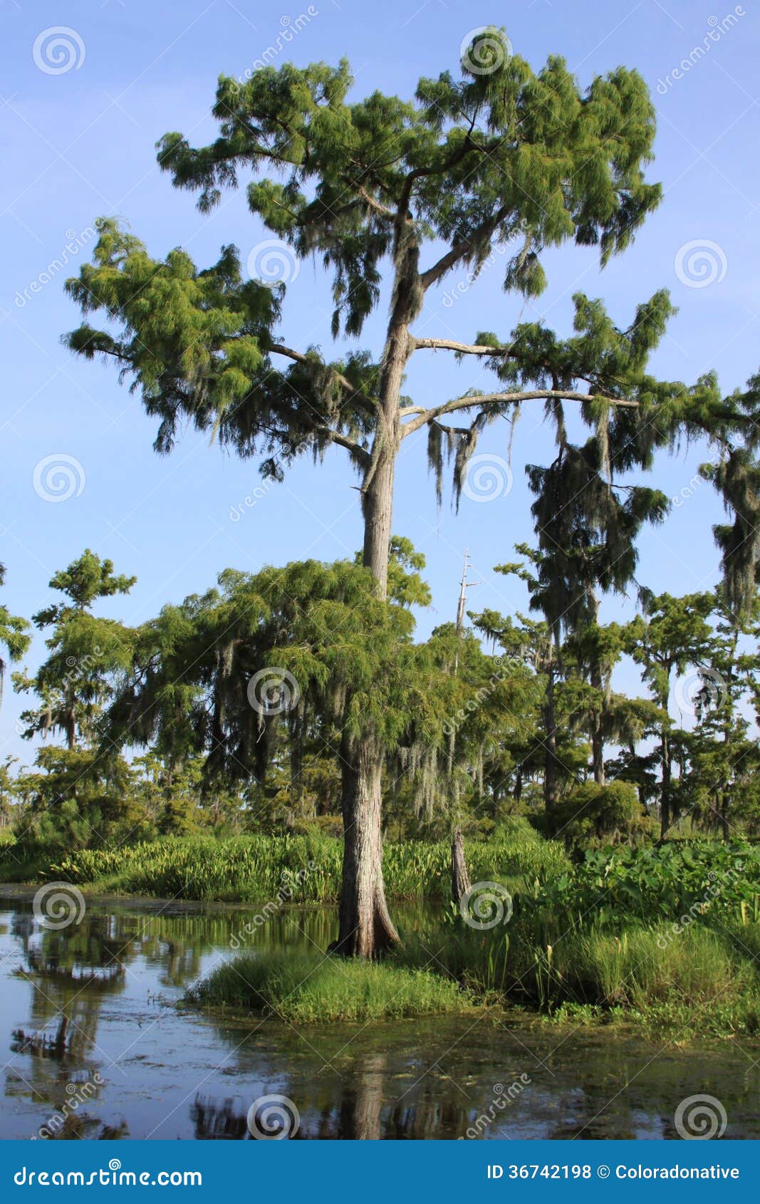 Cypress Tree in Swamp stock photo. Image of southern - 36742198