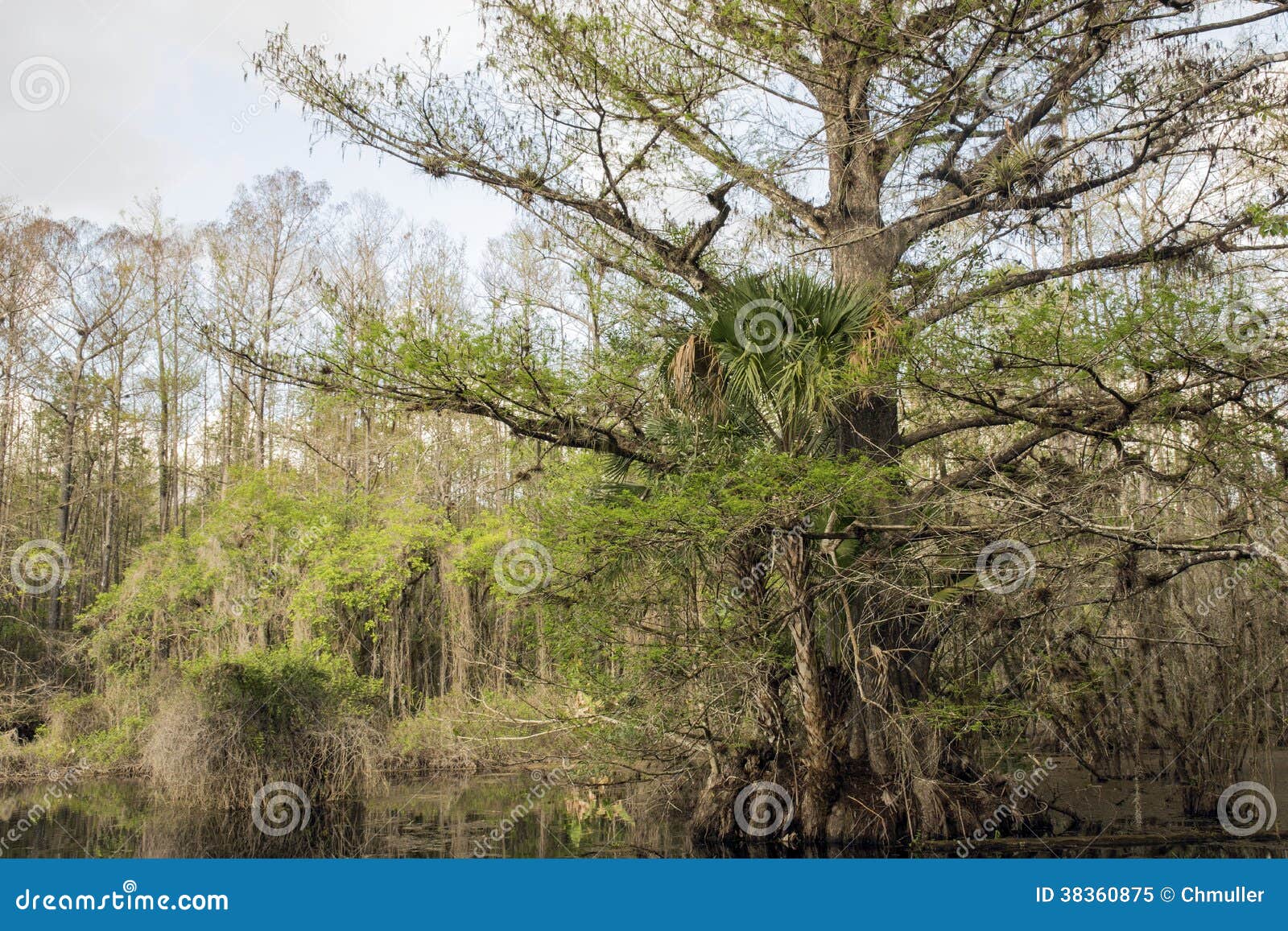 Cypress Tree on Swamp at Slough Preserve Stock Image - Image of water ...