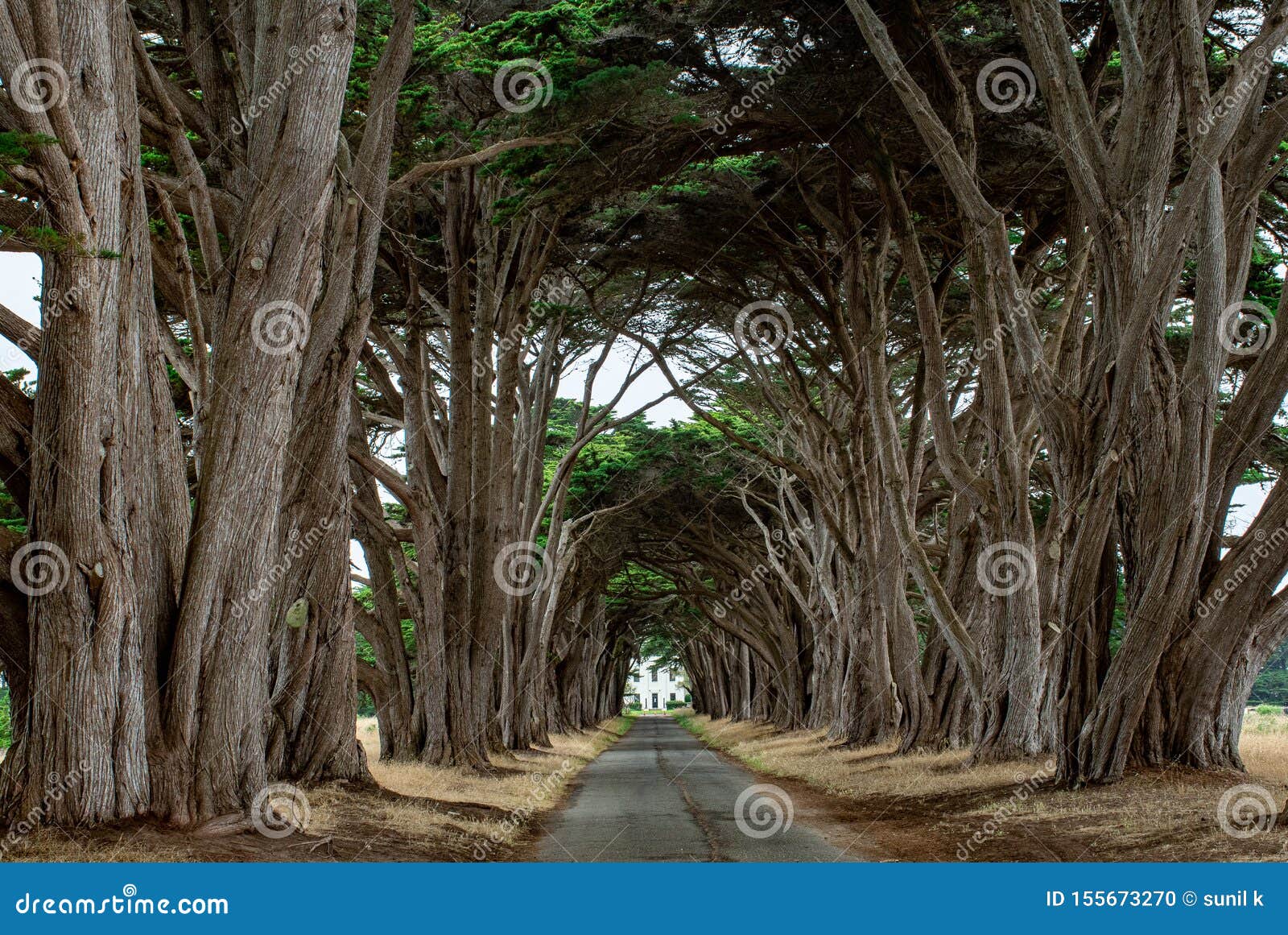 Cypress Tree Tunnel stock photo. Image of ocean, outdoor - 155673270 Cypress Tree Tunnel stock photo. Image of ocean, outdoor - 155673270