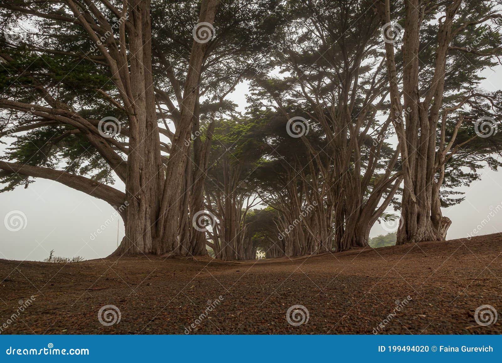 Cypress Tree Tunnel. Point Reyes National Seashore, Marin County ... Cypress Tree Tunnel. Point Reyes National Seashore, Marin County ...