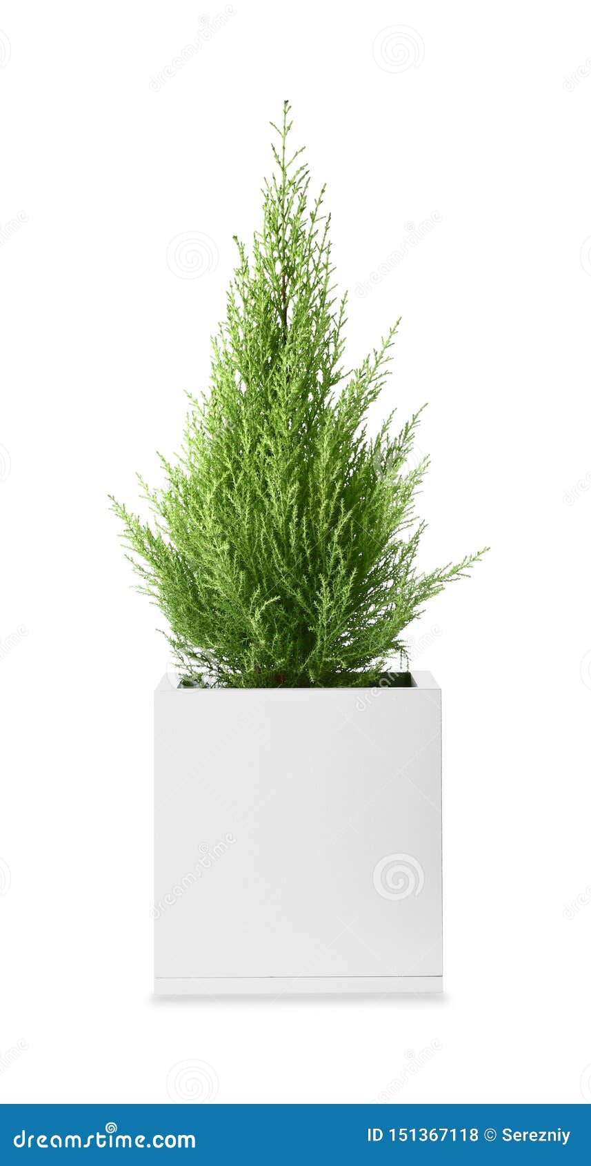 Cypress Tree on White Background Stock Photo - Image of evergreen ...