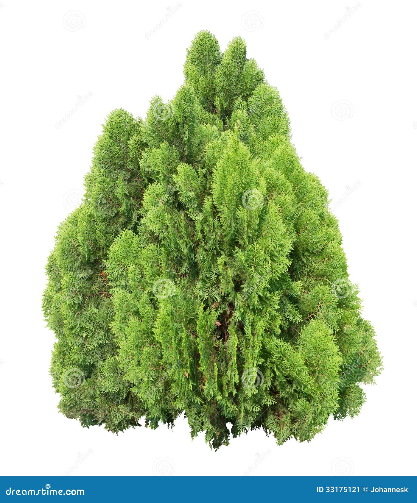 Cypress tree stock image. Image of trees, green, plant - 33175121