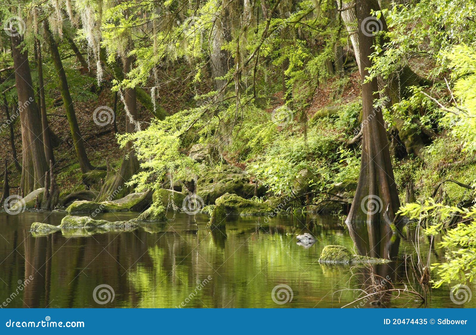 Cypress Trees Along a River,bank, Stock Image - Image of spanish ...