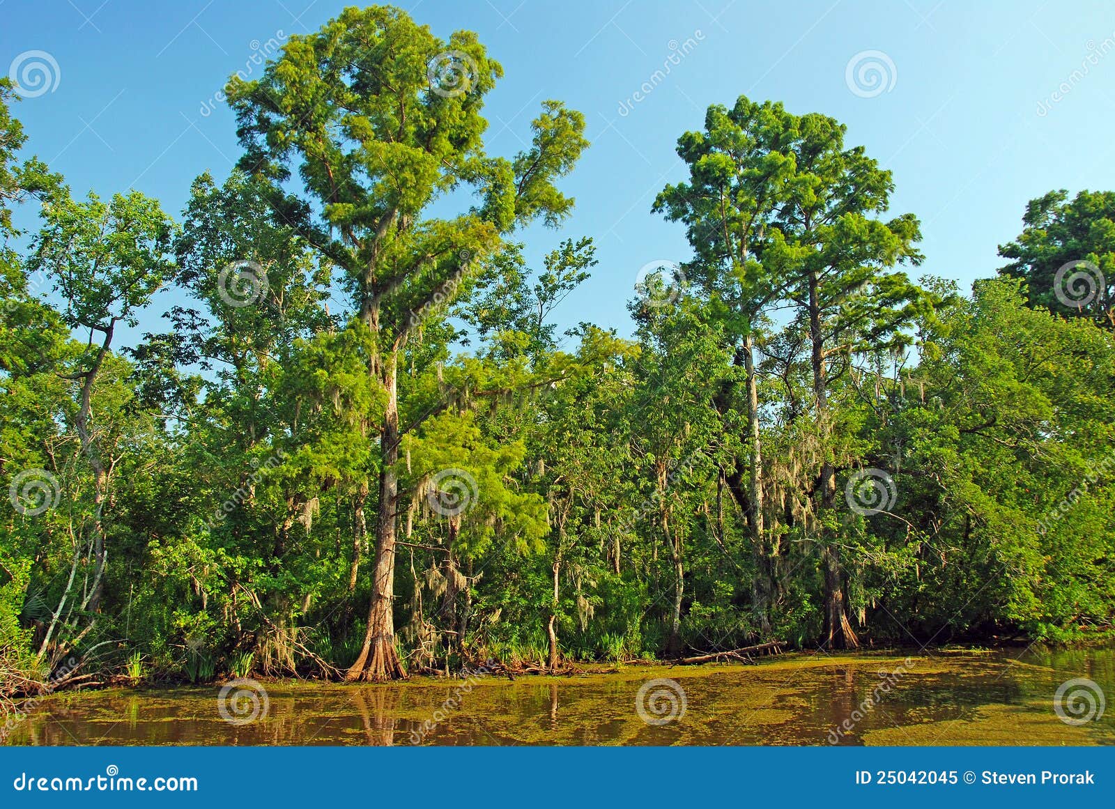 Cypress trees in the Bayou stock image. Image of louisiana - 25042045