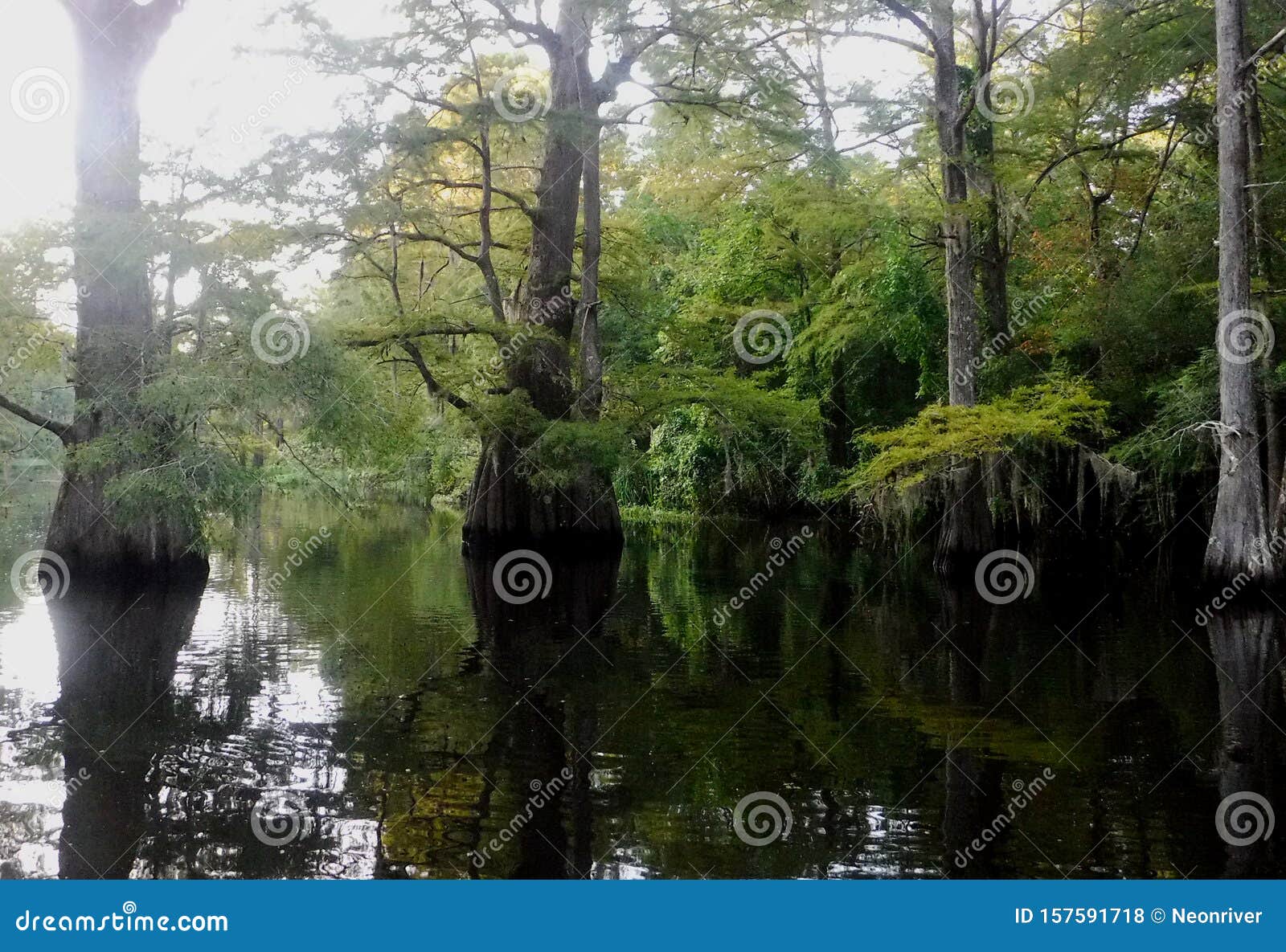 Cypress Trees on the Bayou stock photo. Image of bayou - 157591718