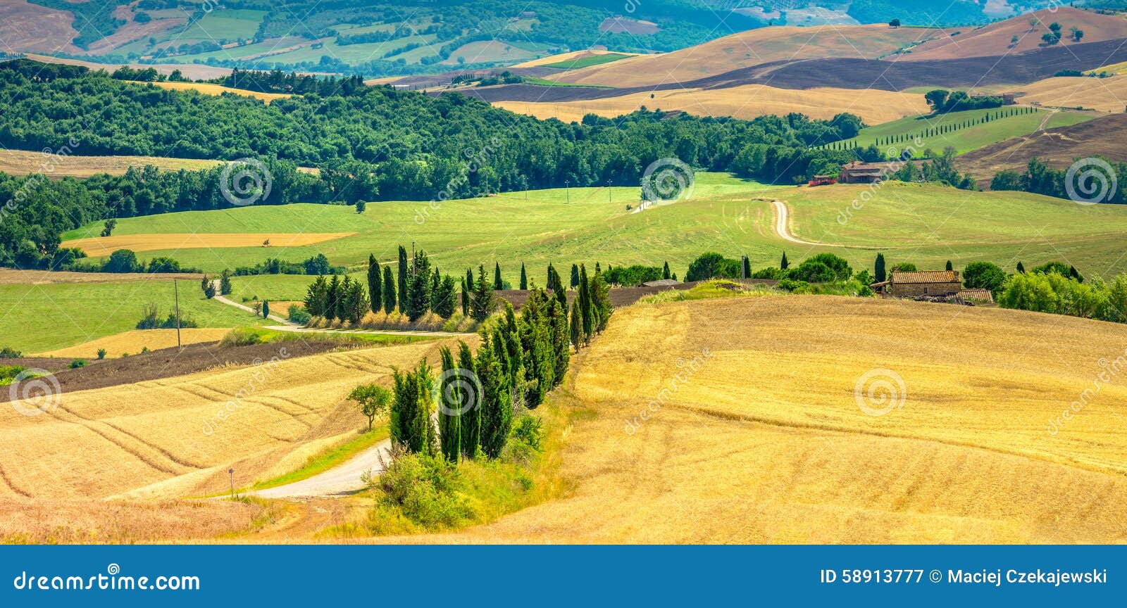 Cypress Trees Down the Country Road Stock Image - Image of road ...