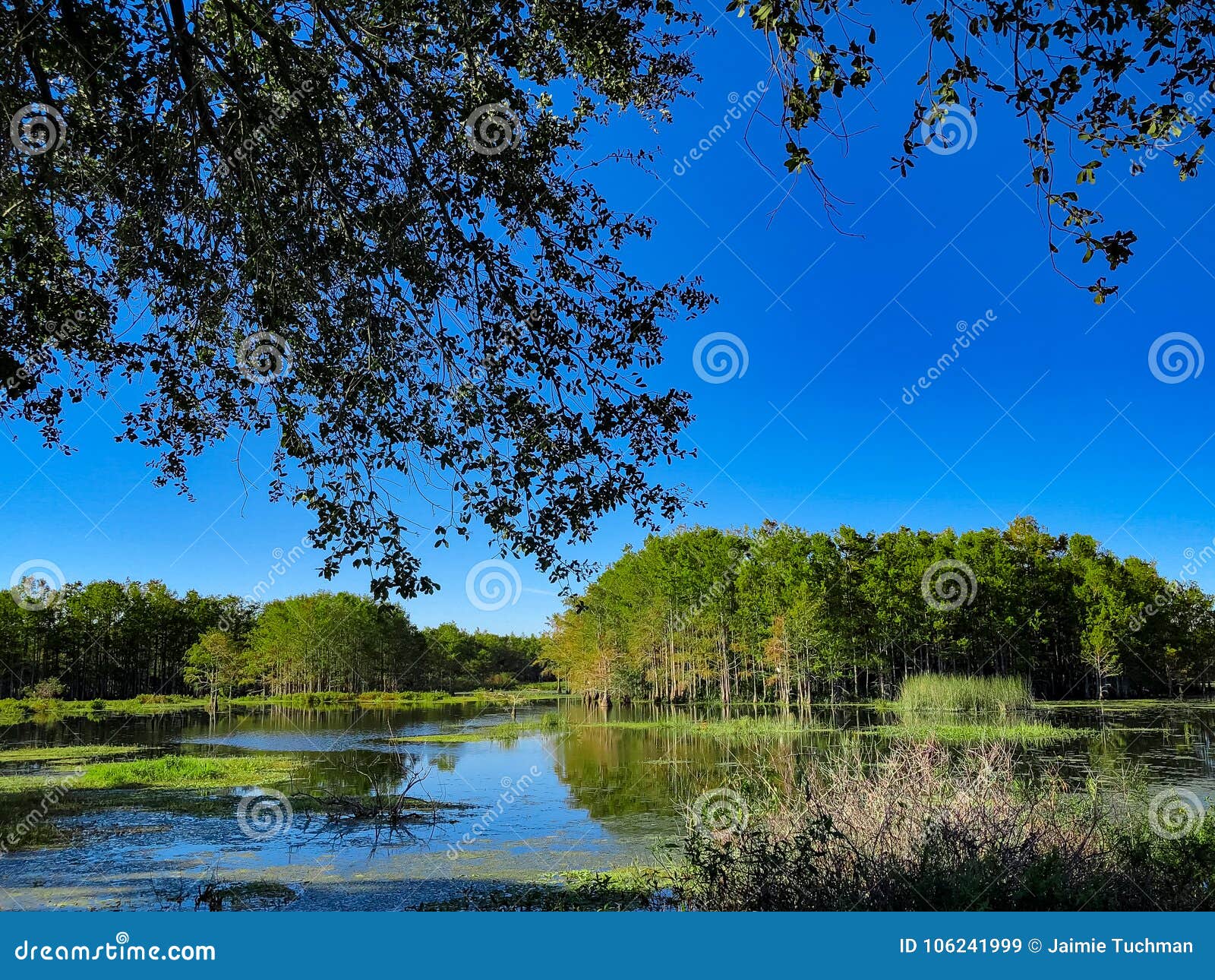 Swamp river scene stock image. Image of flood, formation - 106241999