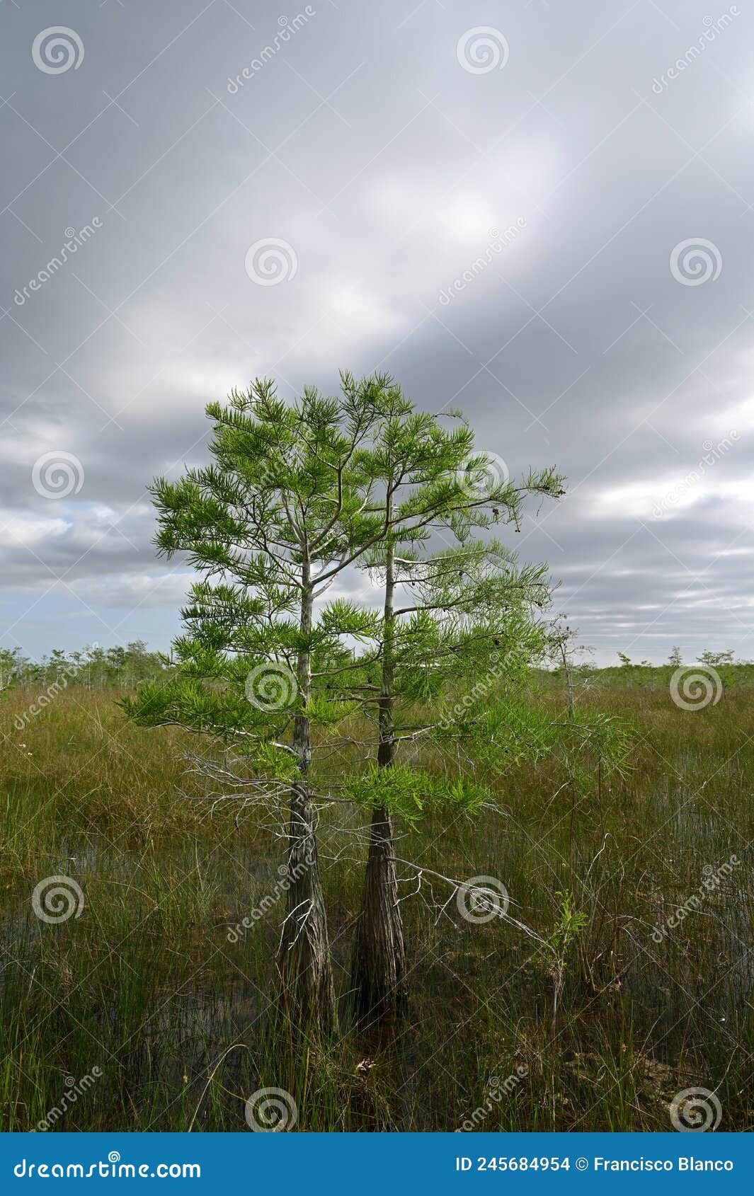 Cypress Trees of the Dwarf Cypress Forest in Everglades National Park. Stock Photo - Image of ...