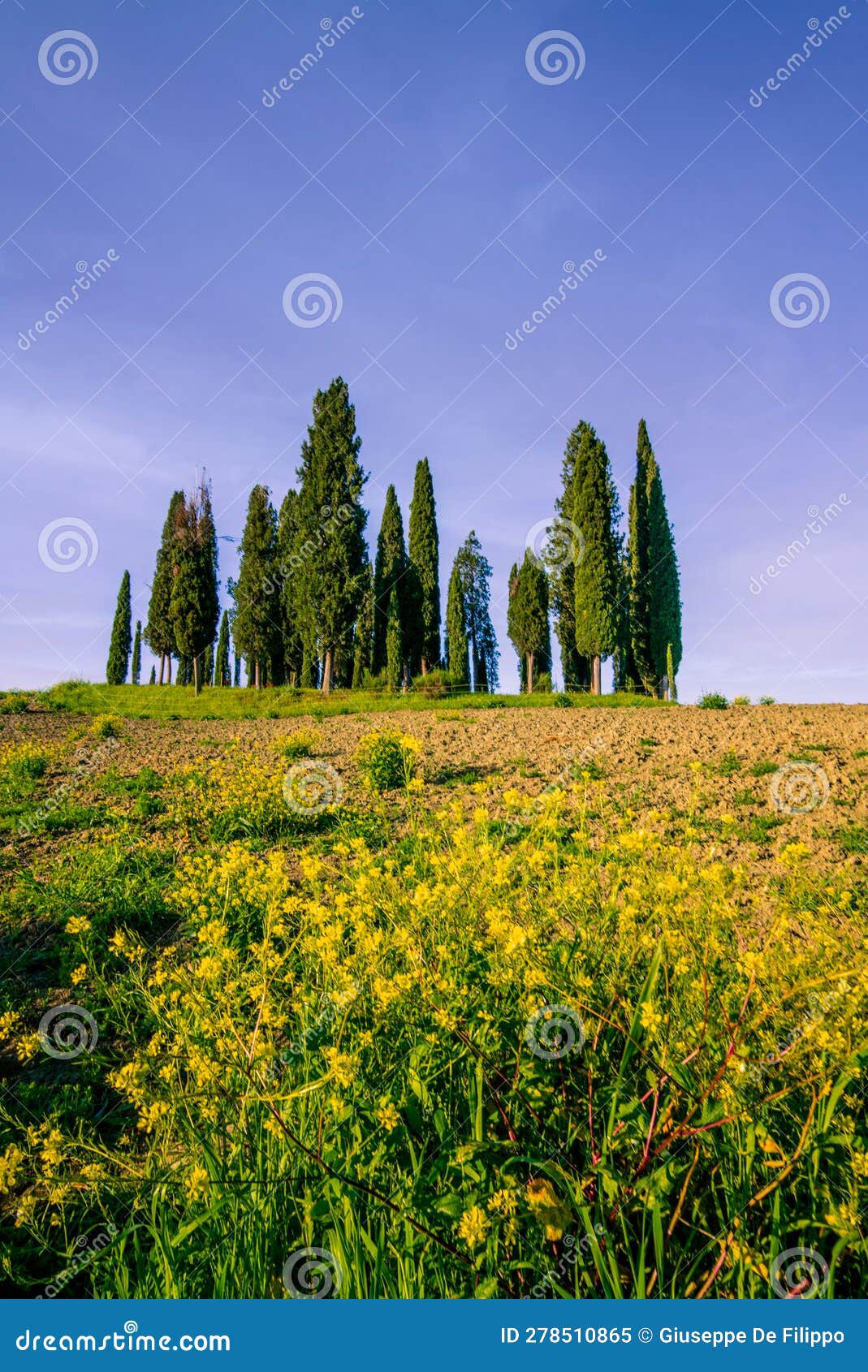 Cypress Trees on the Green Tuscan Hills in the Orcia Valley in Spring ...