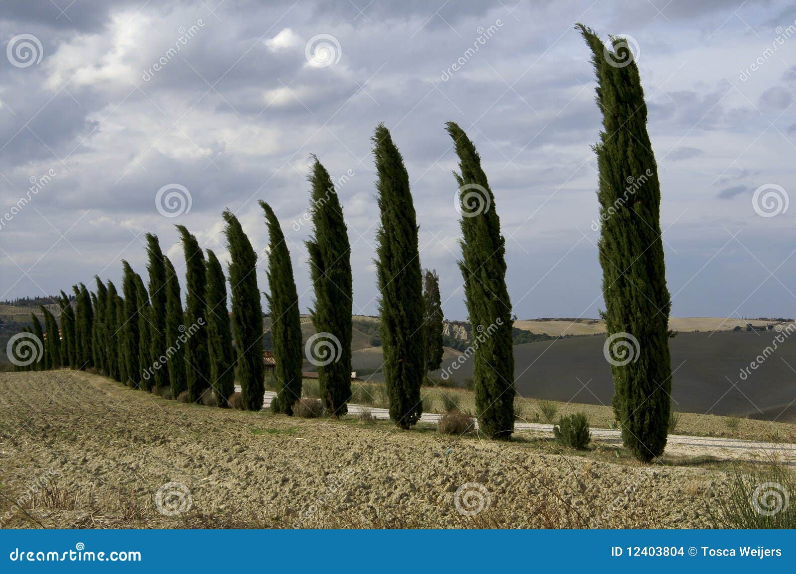 Cypress Trees in Italian Landscape Stock Photo - Image of classical ...
