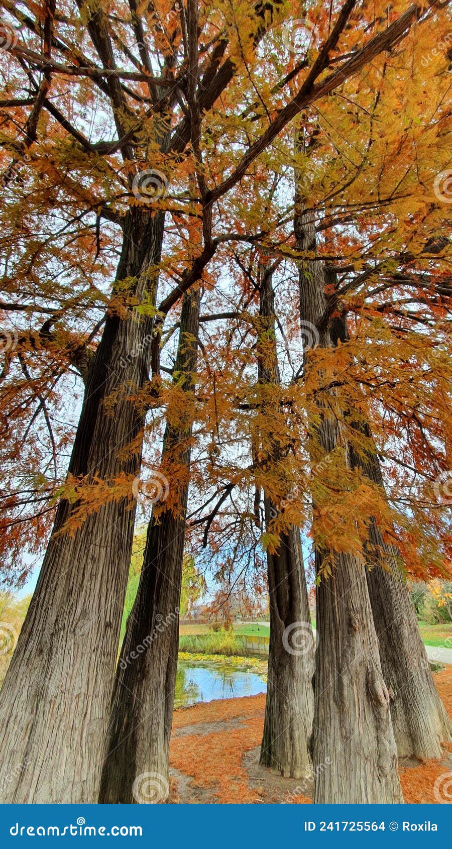Cypress trees by the lake stock photo. Image of tree - 241725564