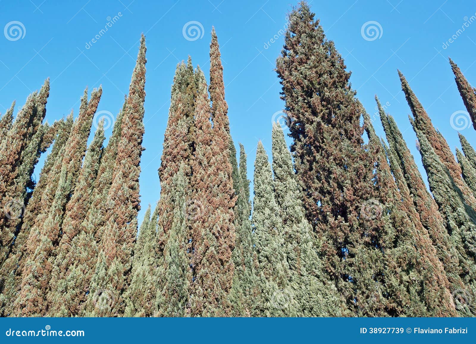 Cypress trees stock image. Image of leaves, cemetery - 38927739