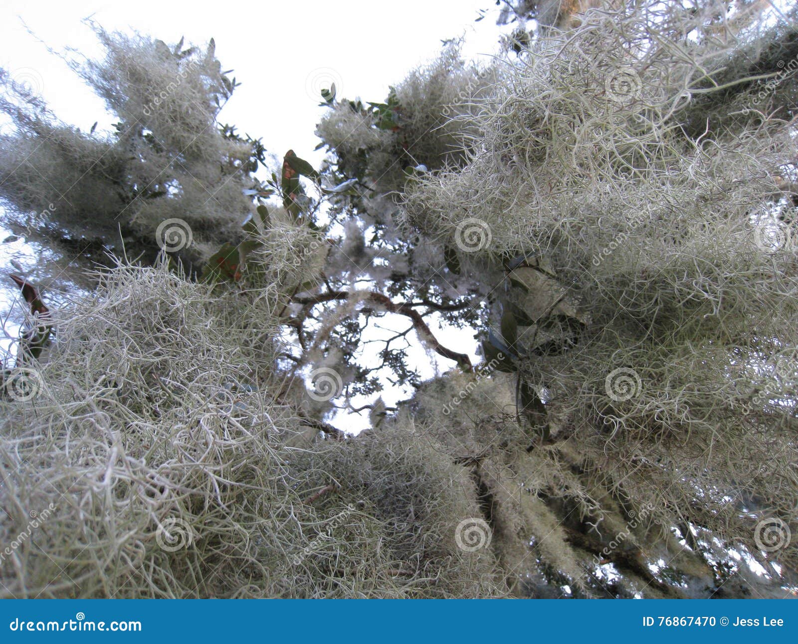 Cypress trees moss stock photo. Image of moss, state - 76867470
