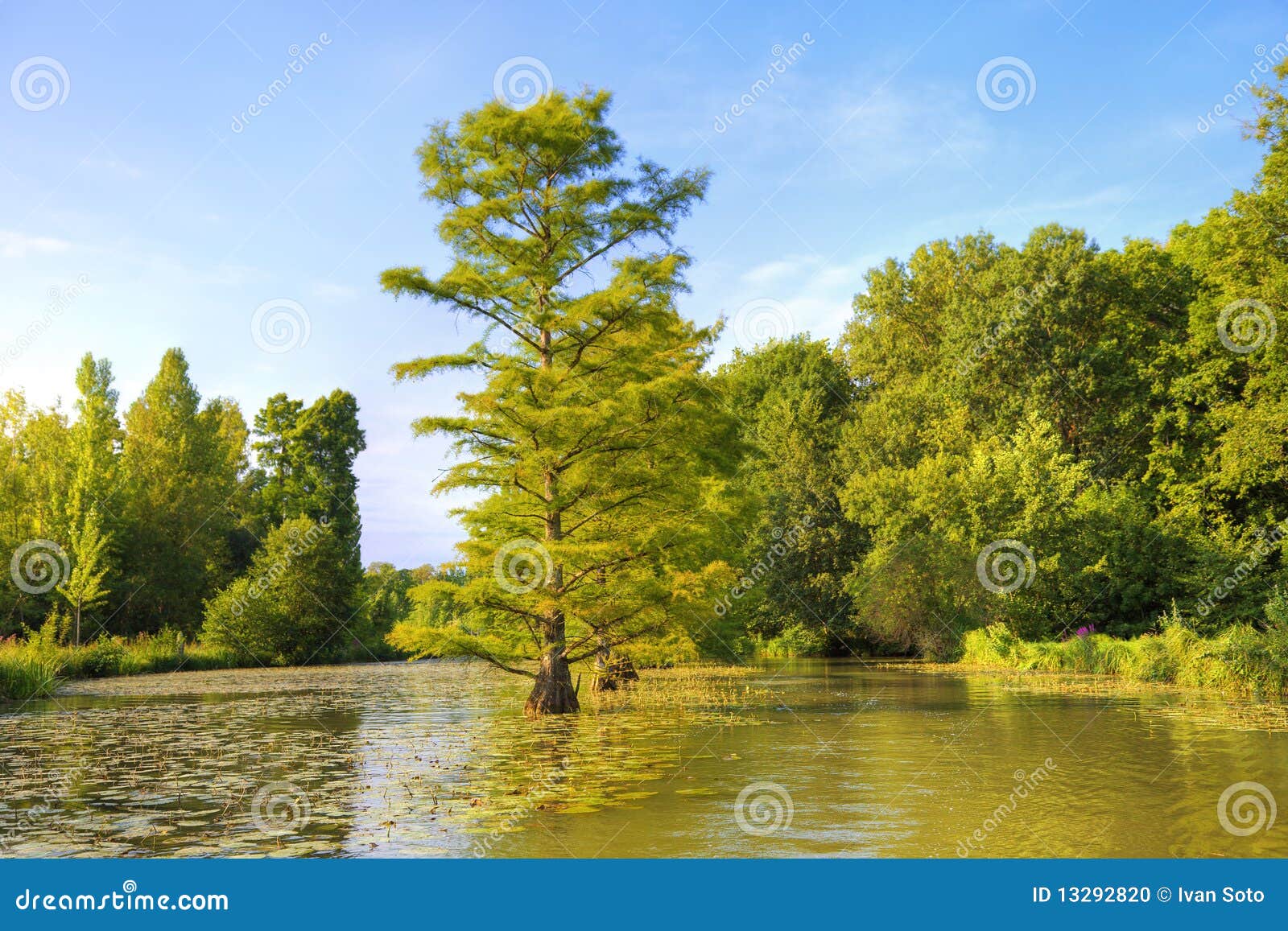 Cypress trees in the river stock photo. Image of french - 13292820