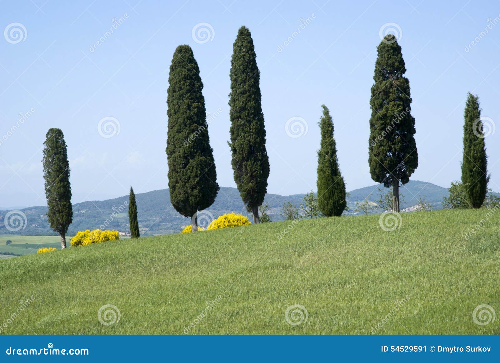 Cypress trees stock image. Image of scene, cypress, summer - 54529591
